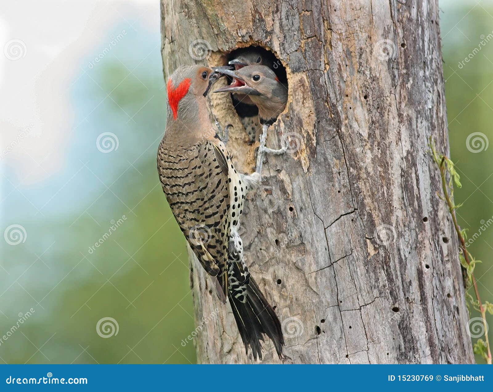 Northern Flicker stock image. Image of flicker, nestling - 15230769
