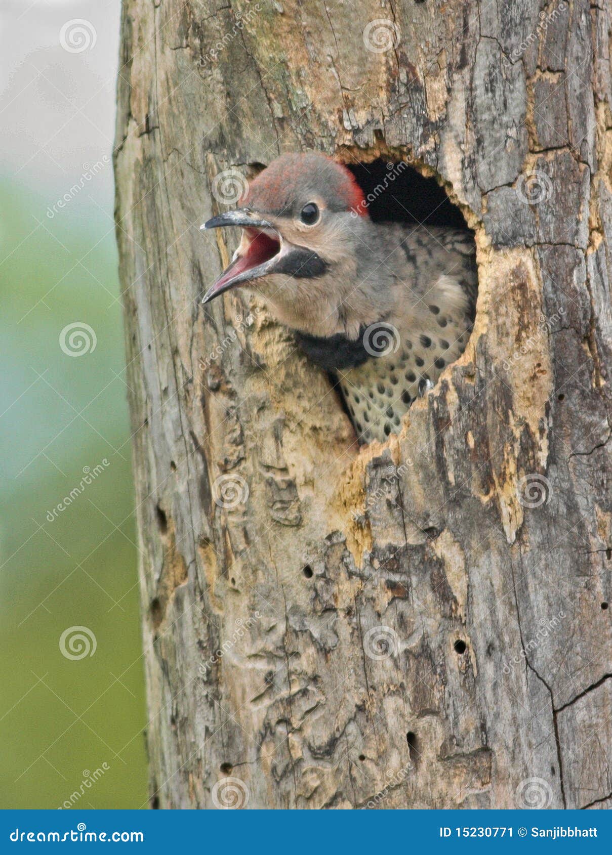 Northern Flicker stock image. Image of feeding, flicker - 15230771