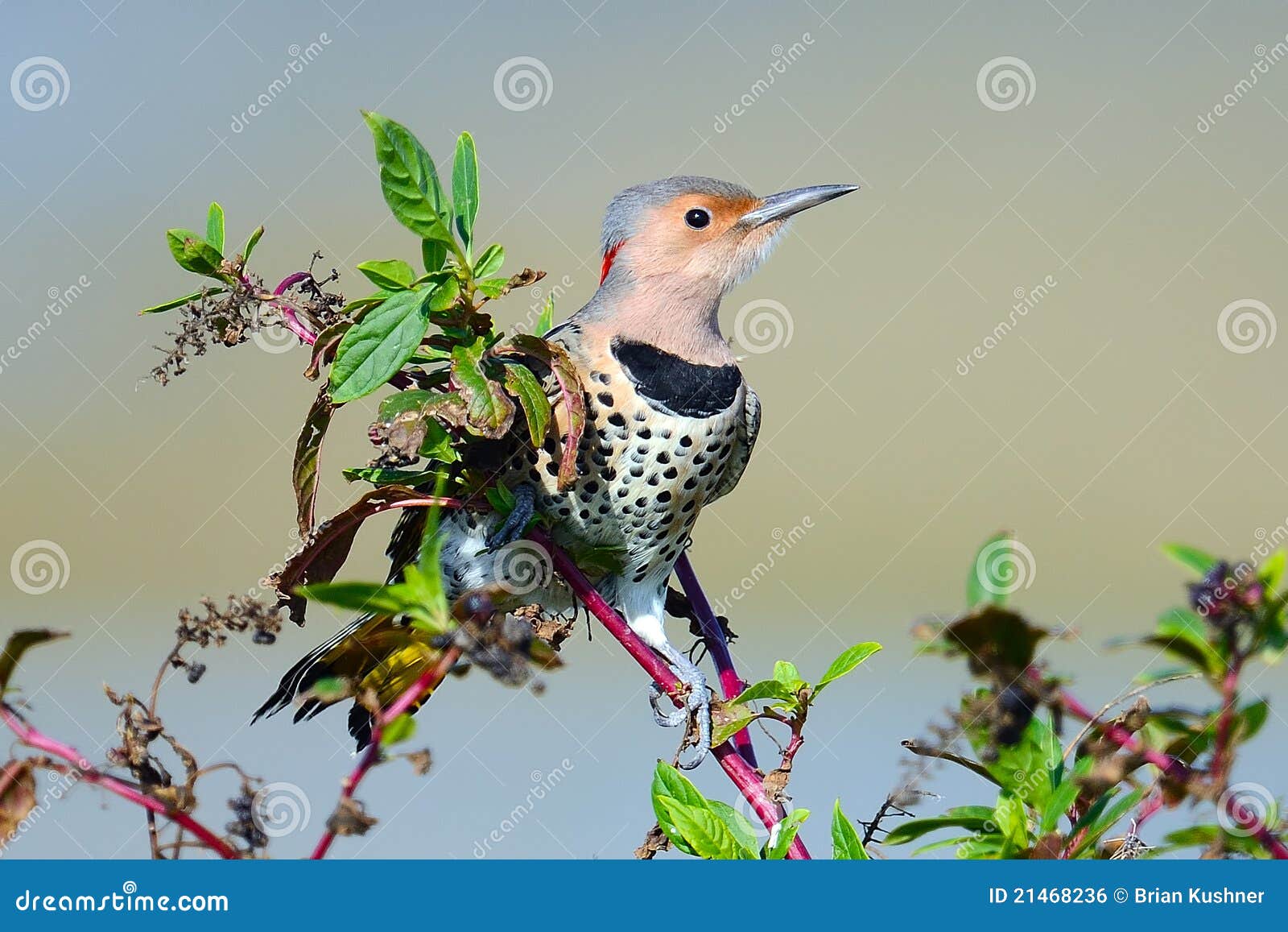 Northern Flicker stock photo. Image of wild, avian, reed - 21468236