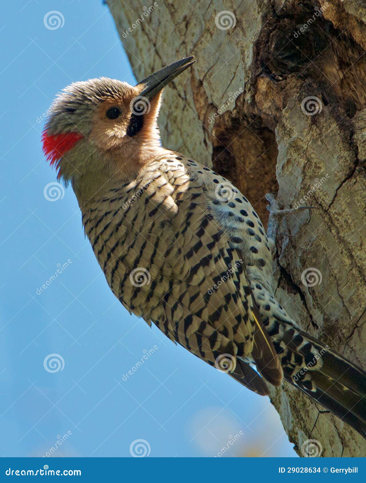 Northern Flicker stock photo. Image of flicker, tree - 29028634