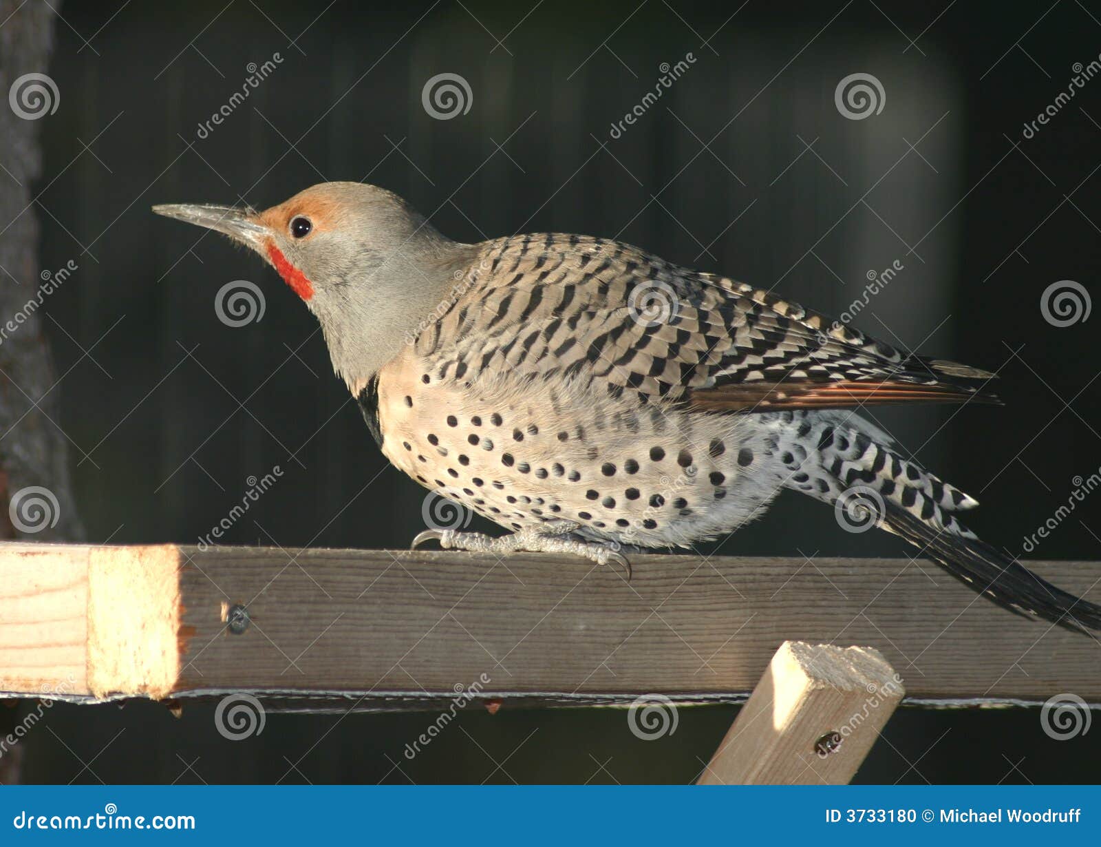 Northern Flicker stock photo. Image of animal, nature - 3733180