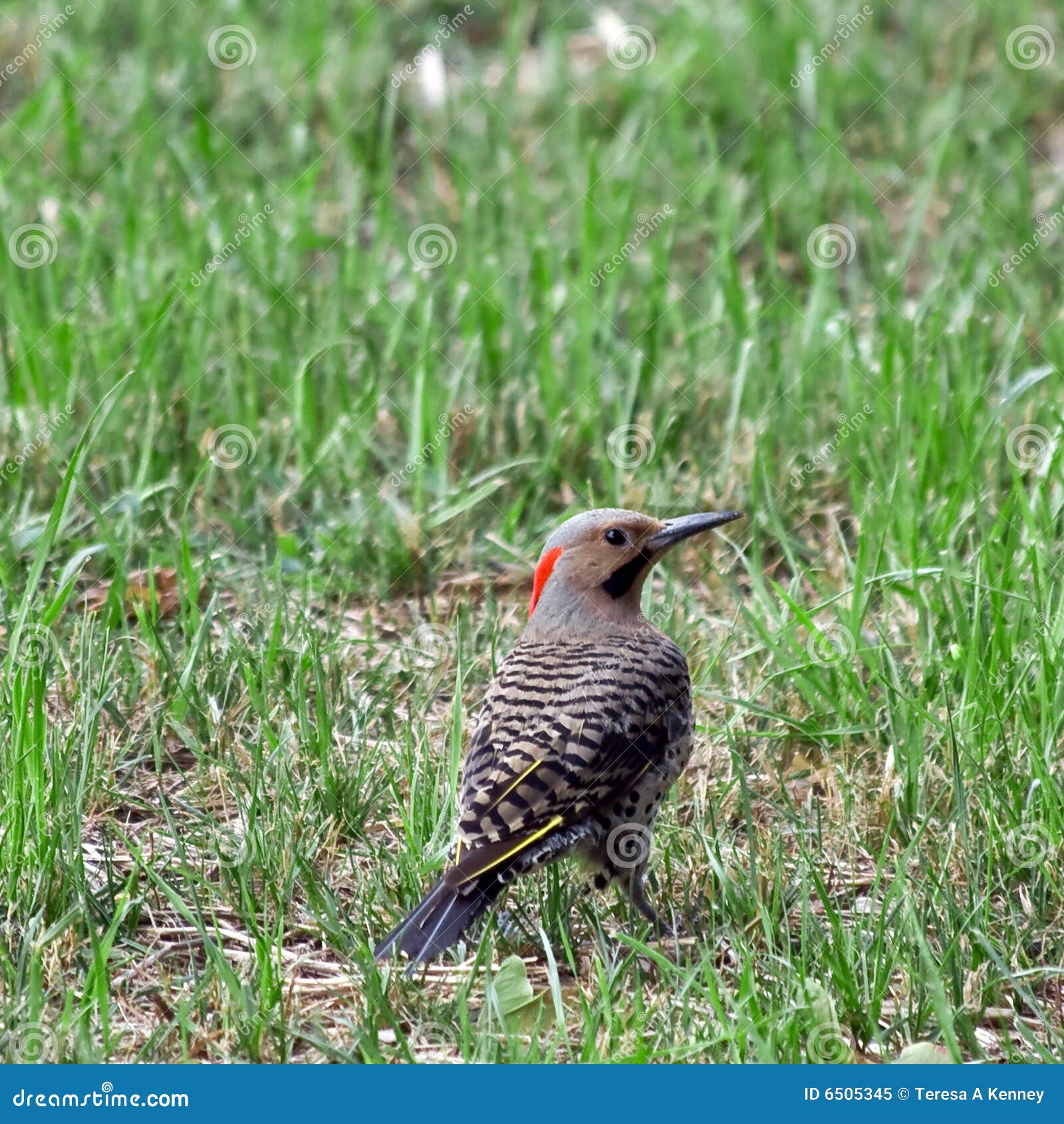 Northern Flicker stock image. Image of backyard, north - 6505345