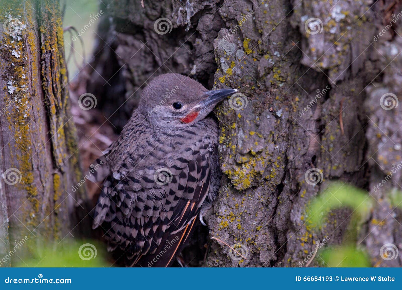 Northern Flicker Baby Out of the Nest Stock Image - Image of chick ...