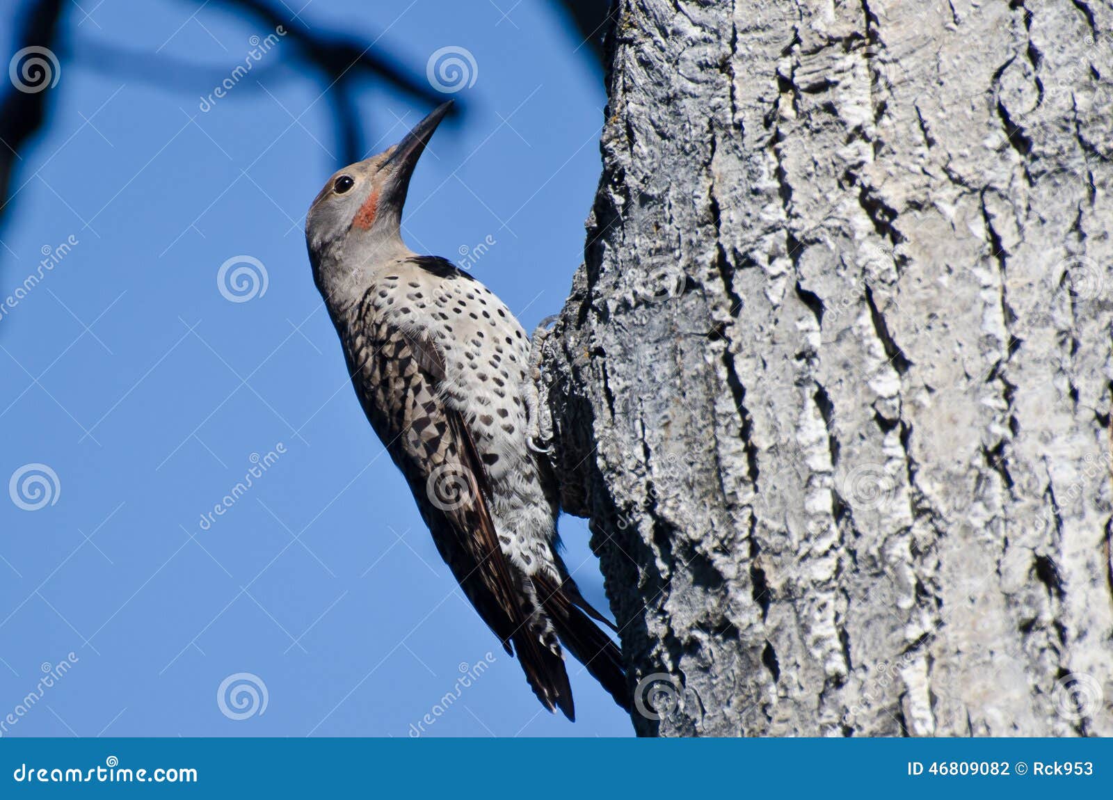 Northern Flicker Clinging To Side of Tree Stock Photo - Image of ...
