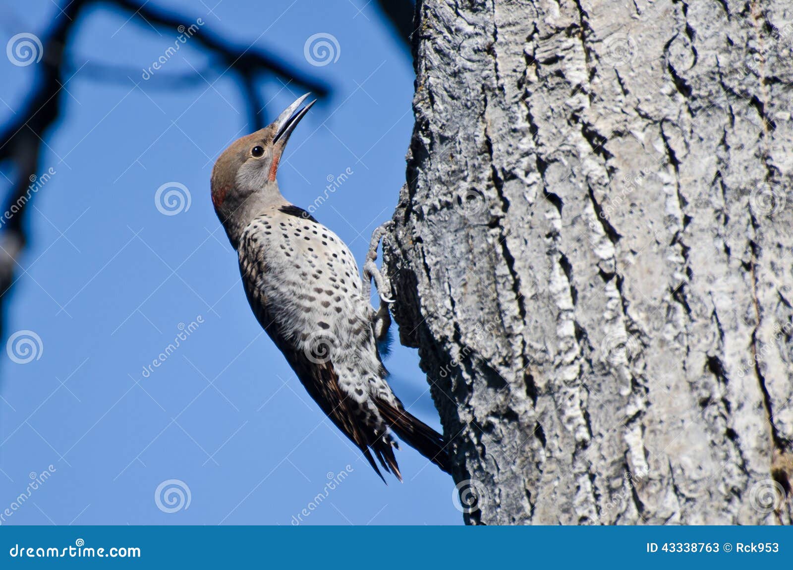 Northern Flicker Clinging To Tree Stock Image - Image of gray, bird ...