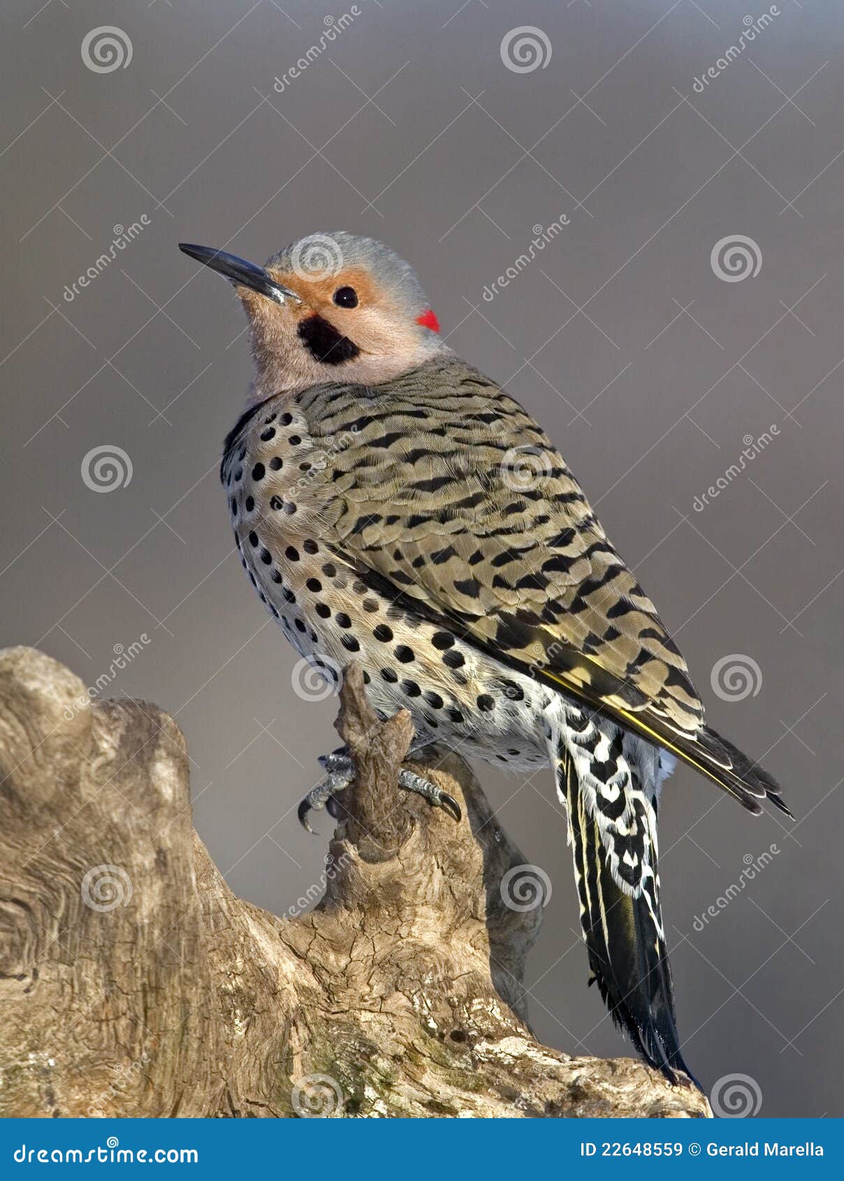 Northern Flicker (Colaptes Auratus) Stock Image - Image of flicker ...