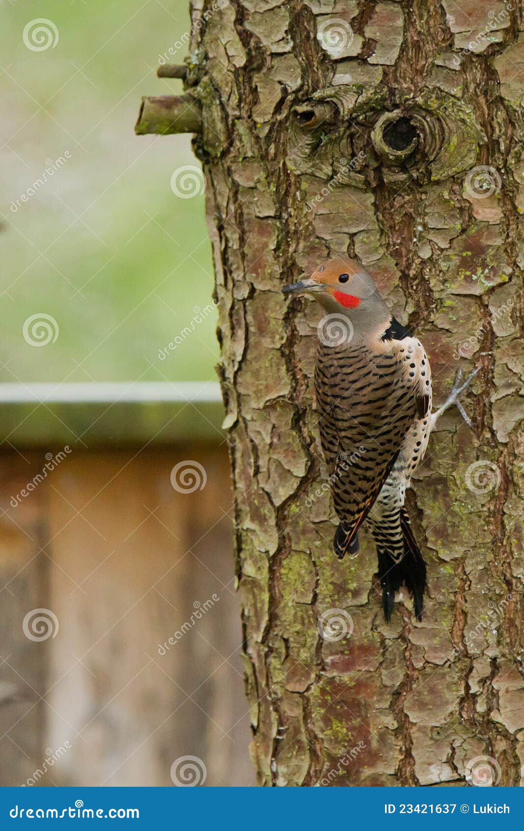 Northern Flicker (Colaptes Auratus). Stock Image - Image of auratus ...