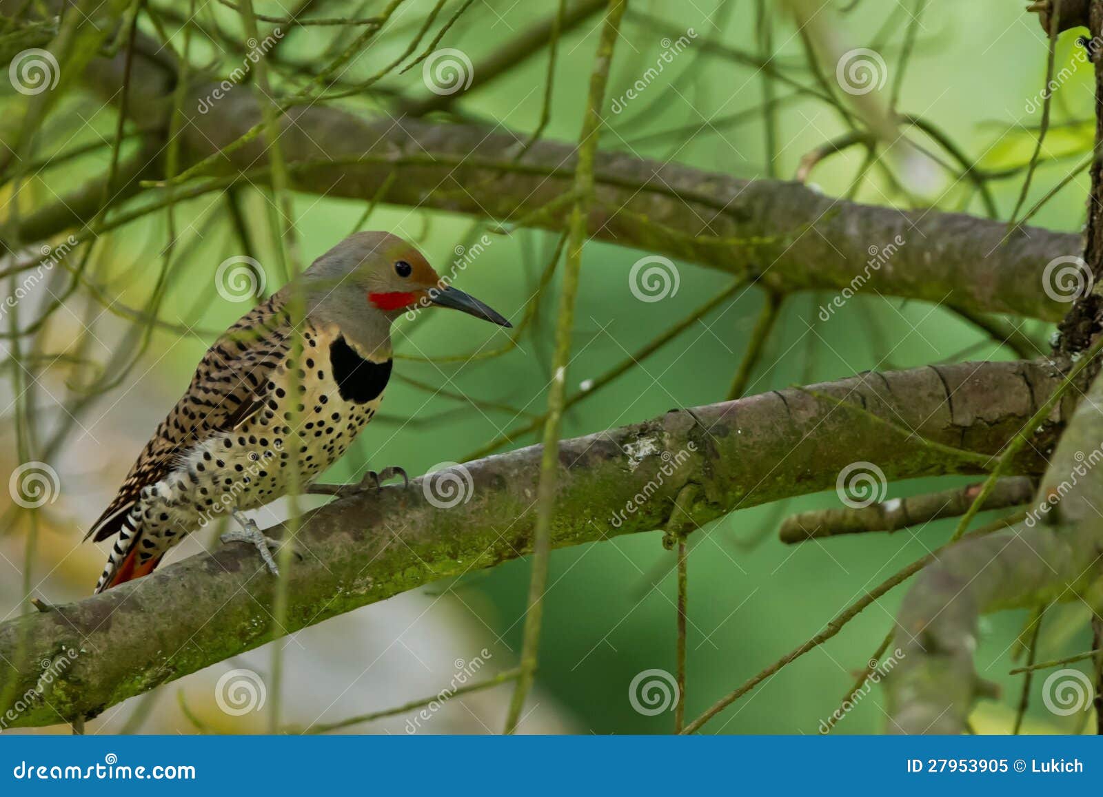 Northern Flicker (Colaptes Auratus). Stock Image - Image of clape ...