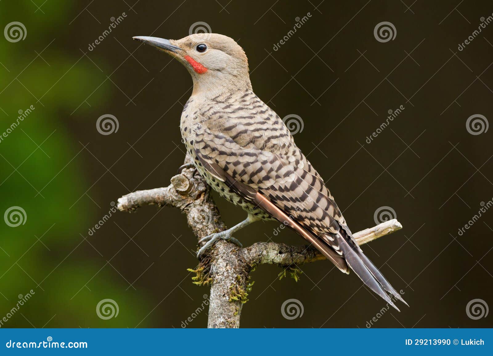 Northern Flicker (Colaptes Auratus). Stock Photo - Image of piciformes ...