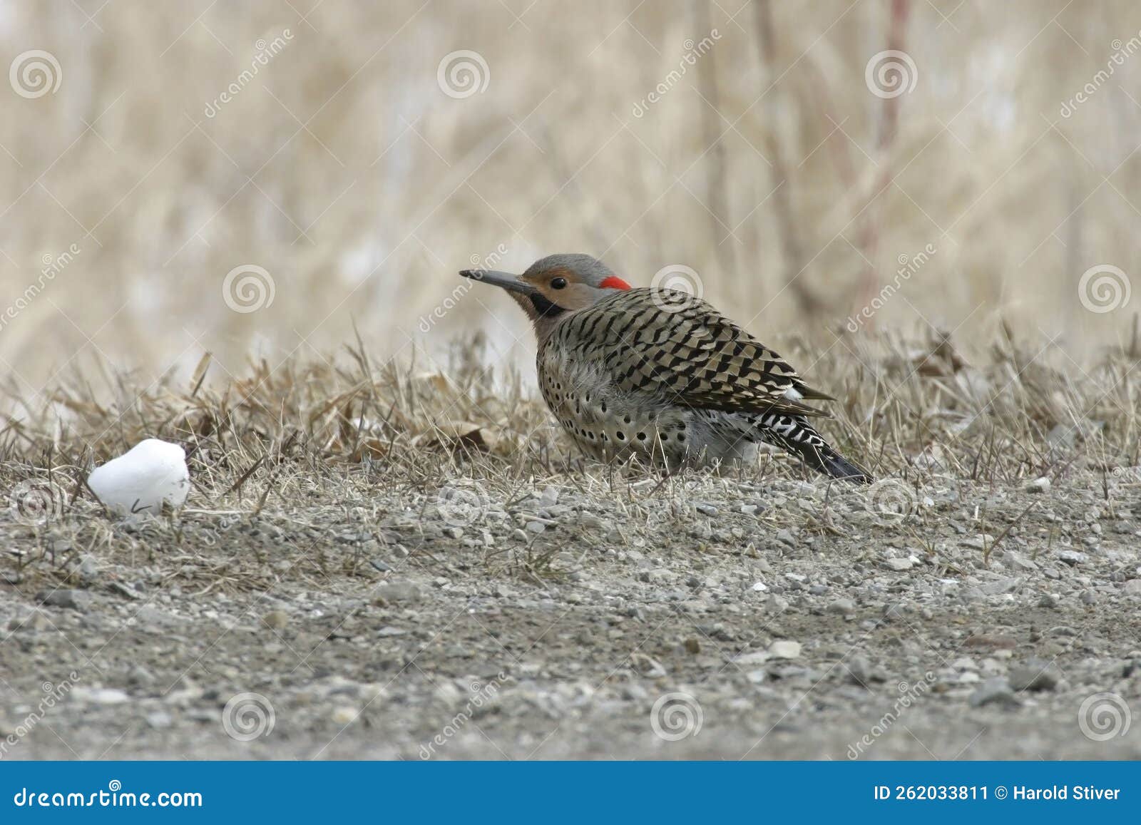 Northern Flicker, Colaptes Auratus, in the Early Spring Stock Image ...