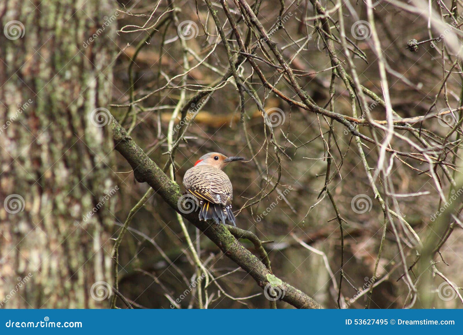 Northern Flicker stock image. Image of looking, branches - 53627495