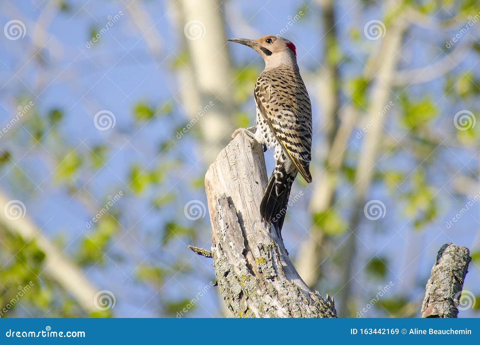 Northern Flicker Female on Tree Stock Image - Image of bird, summer ...