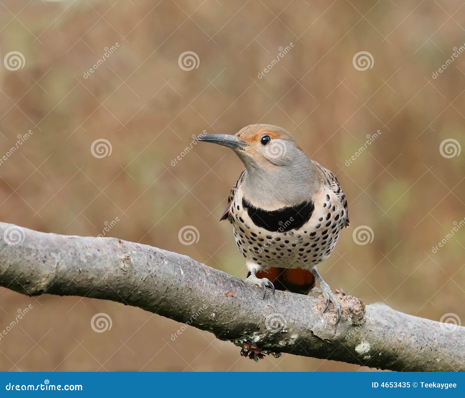 Northern Flicker female stock image. Image of northern - 4653435