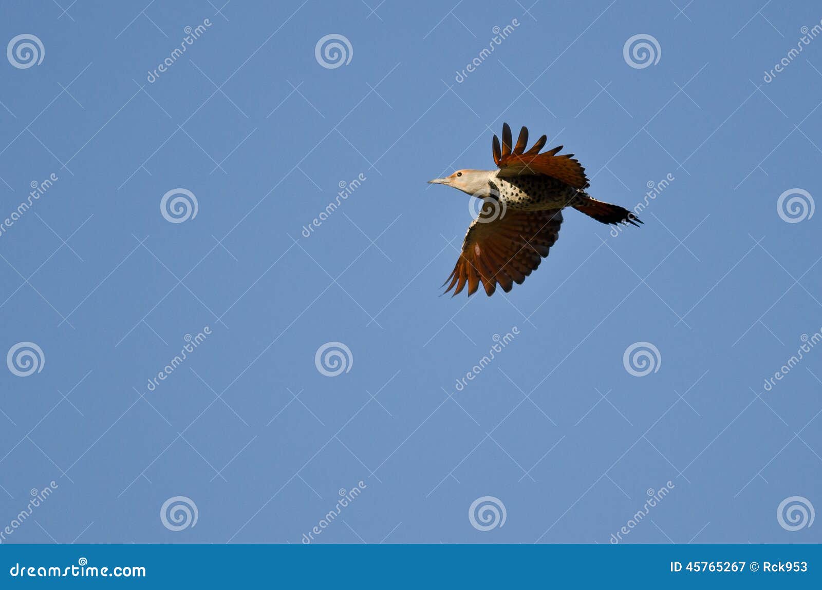 Northern Flicker Flying in a Blue Sky Stock Image - Image of circling ...