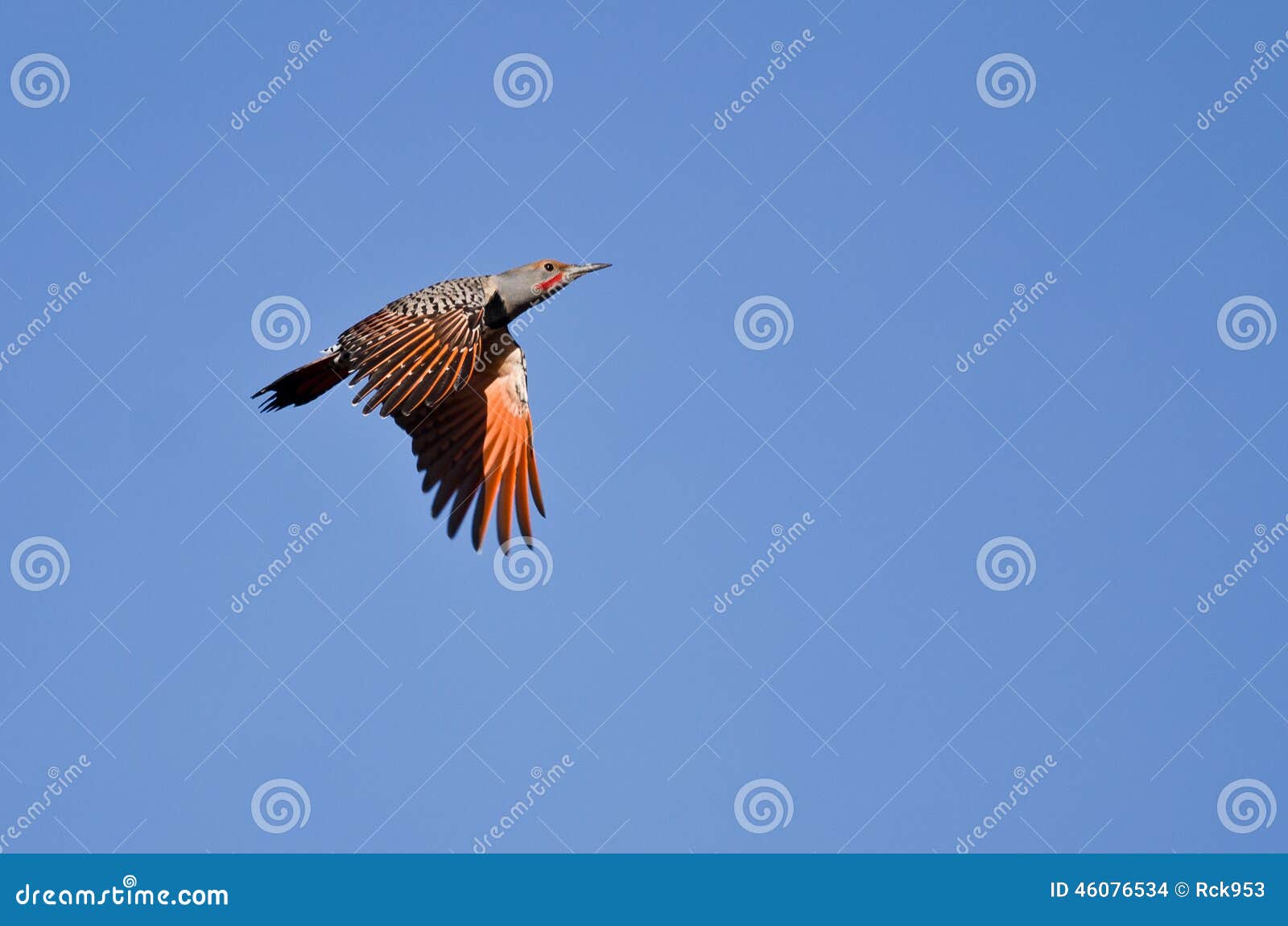 Northern Flicker Flying in a Blue Sky Stock Photo - Image of flight ...