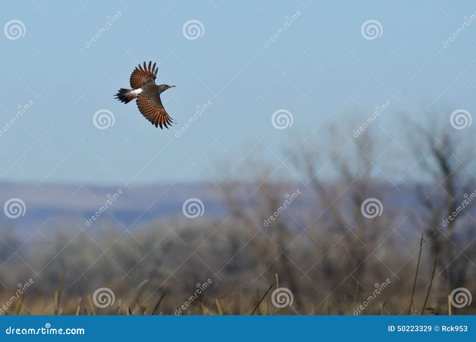 Northern Flicker Flying Over the Marsh Stock Image - Image of soaring ...