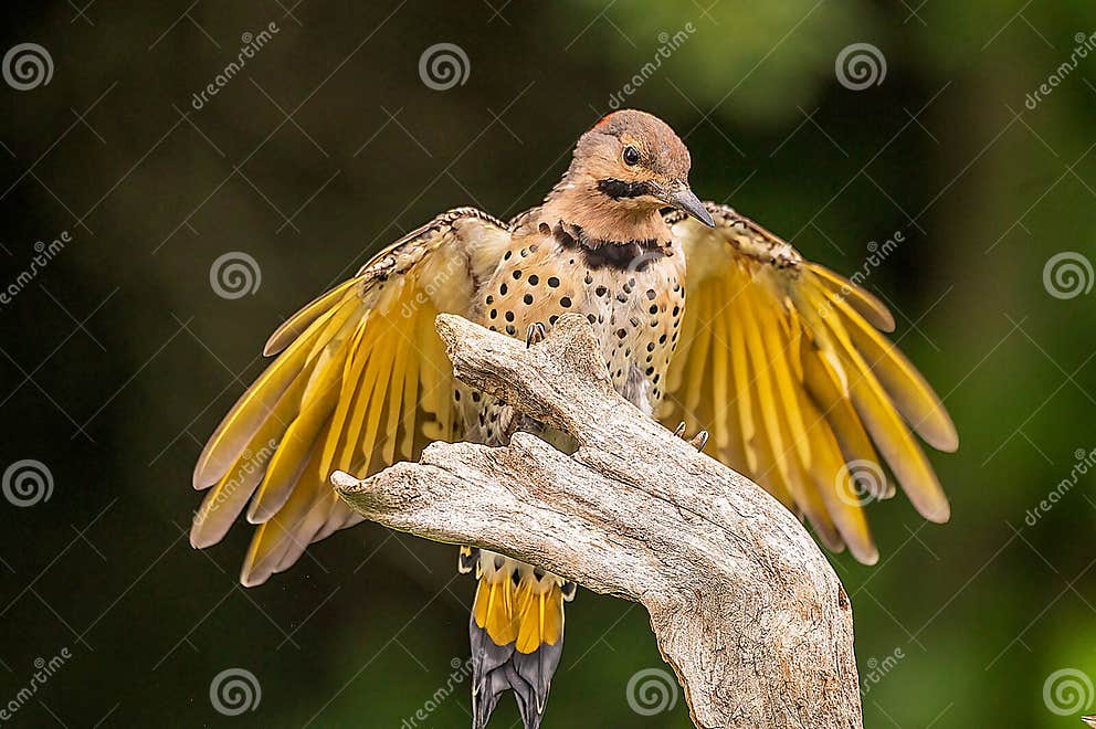 Northern Flicker Flying To Perch Stock Photo - Image of hawk, wing ...
