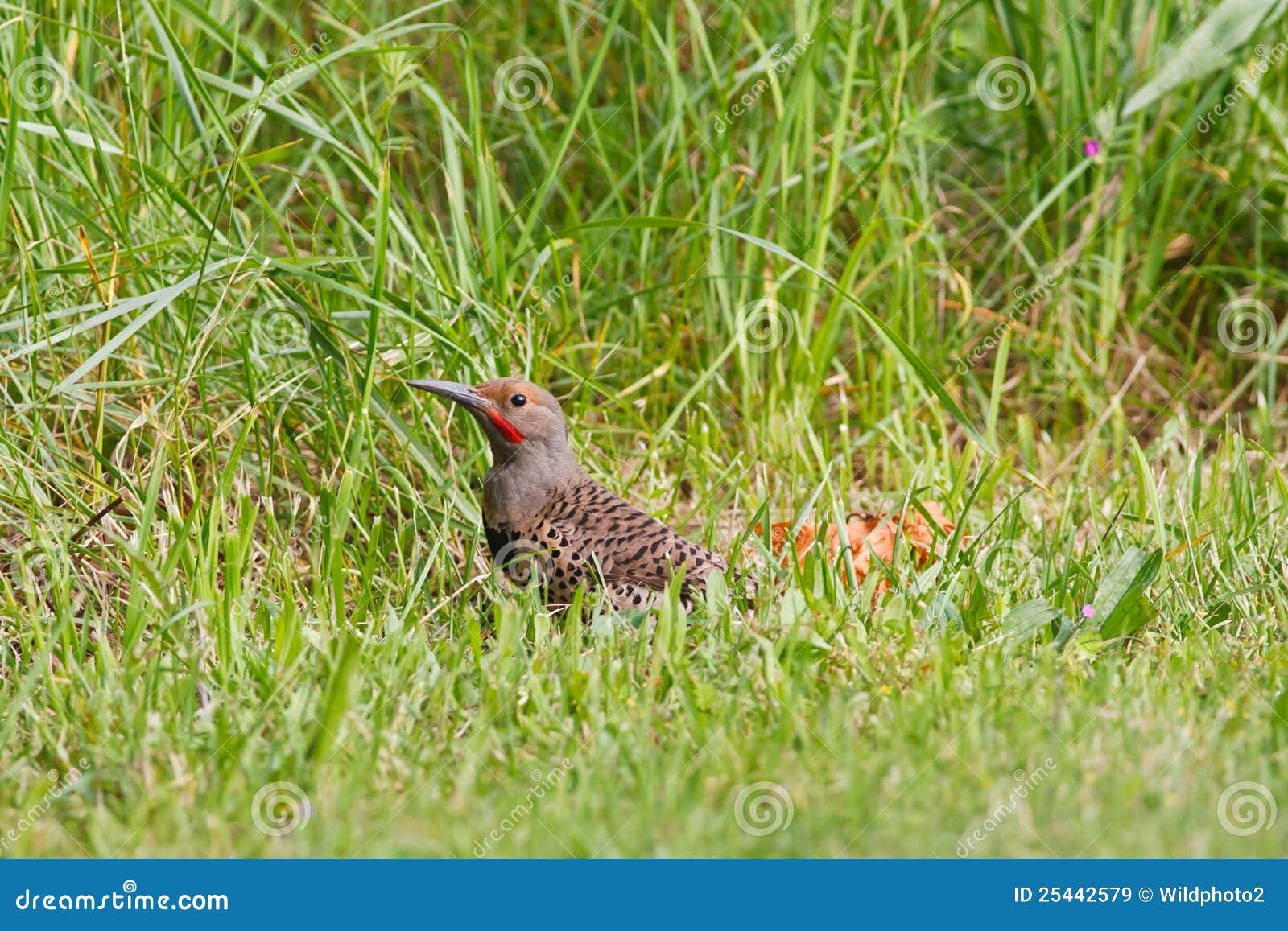 Northern Flicker in the Grass Stock Image - Image of male, colaptes ...
