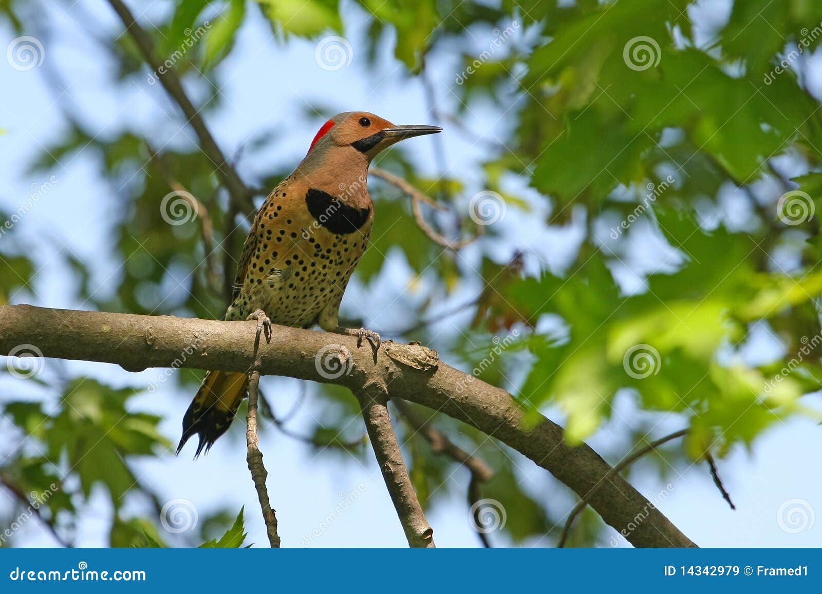 Northern Flicker Male stock image. Image of feathers - 14342979