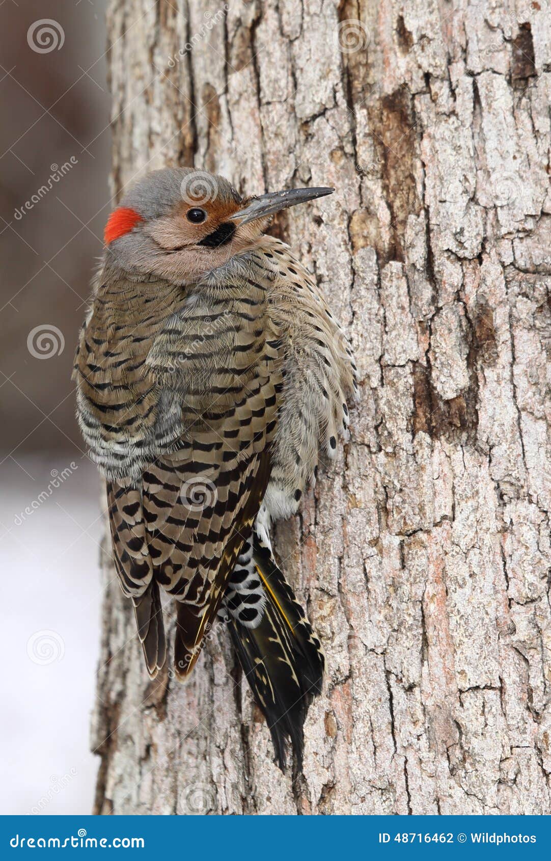 Northern Flicker stock photo. Image of ornithology, bill - 48716462