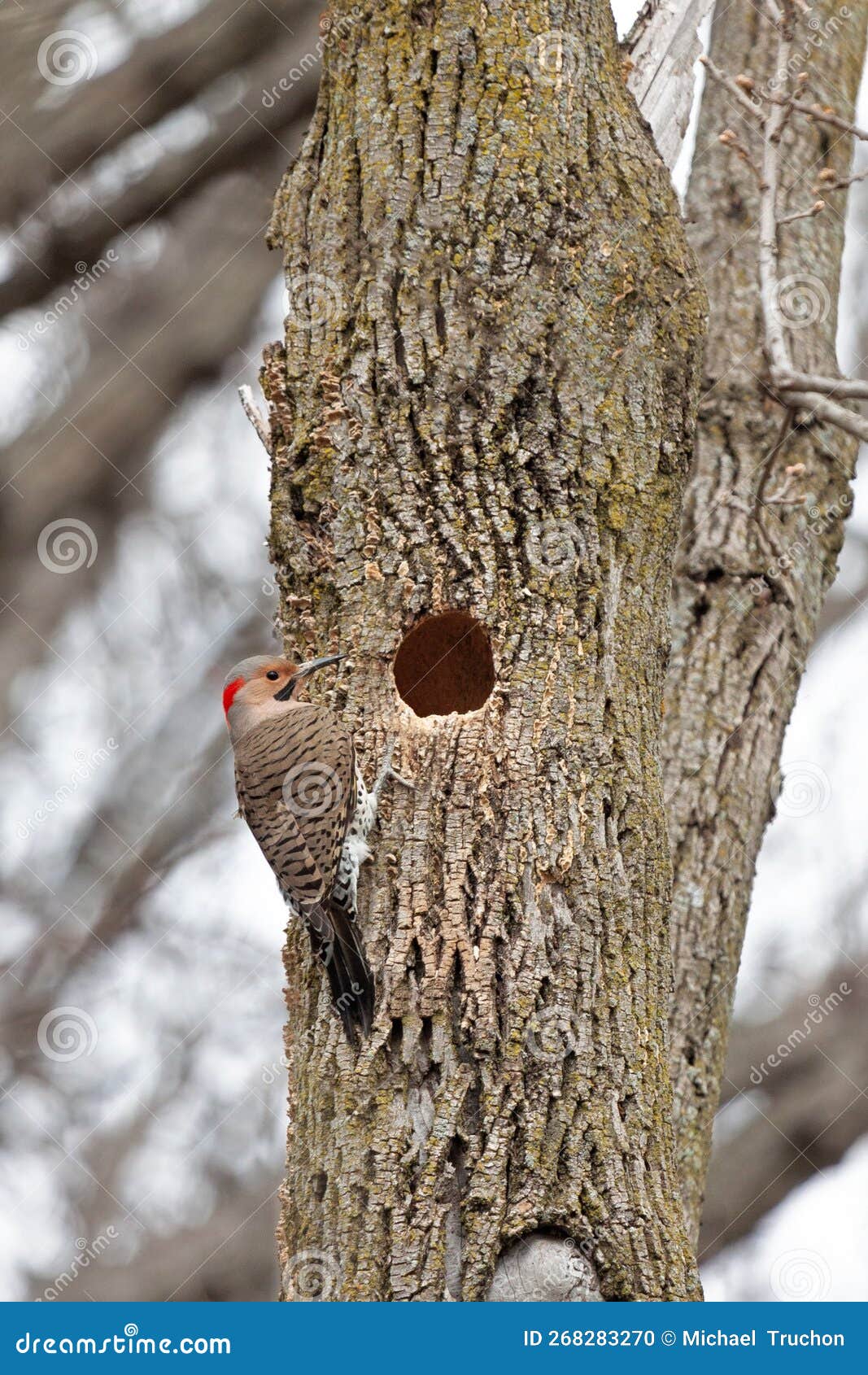Northern Flicker at a Nesting Hole Stock Photo - Image of flicker ...