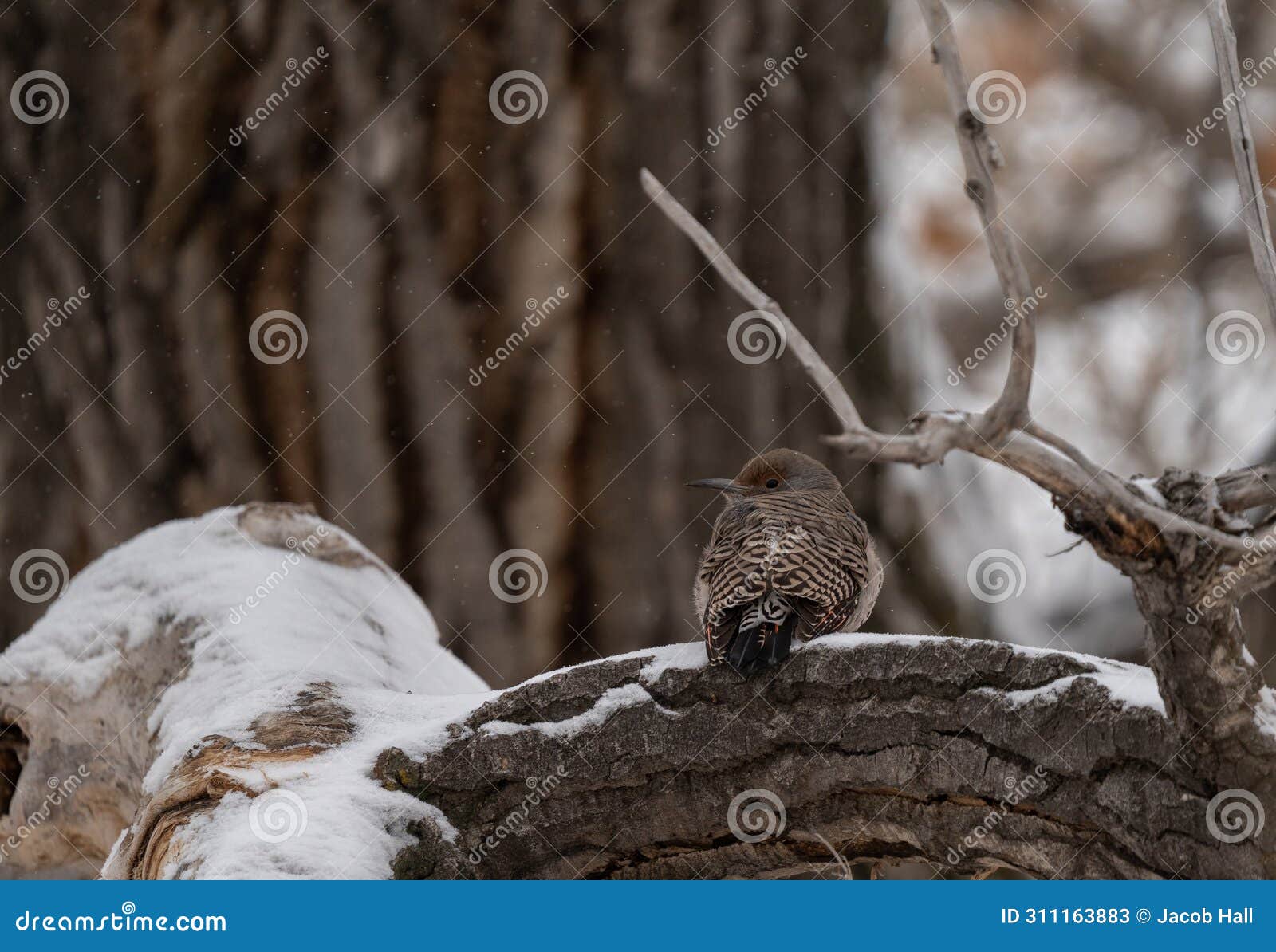 Northern Flicker Perched on a Snowy Branch Stock Image - Image of ...
