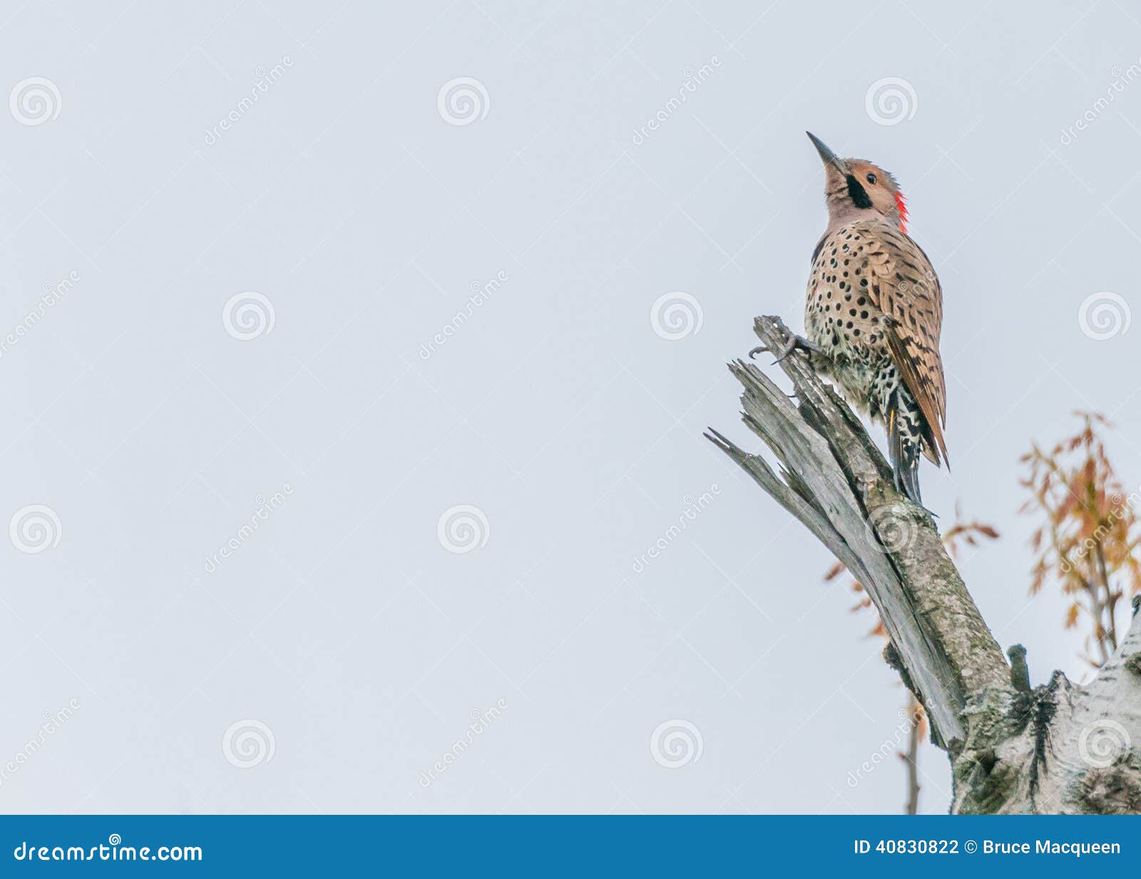 Northern Flicker stock photo. Image of nature, auratus - 40830822