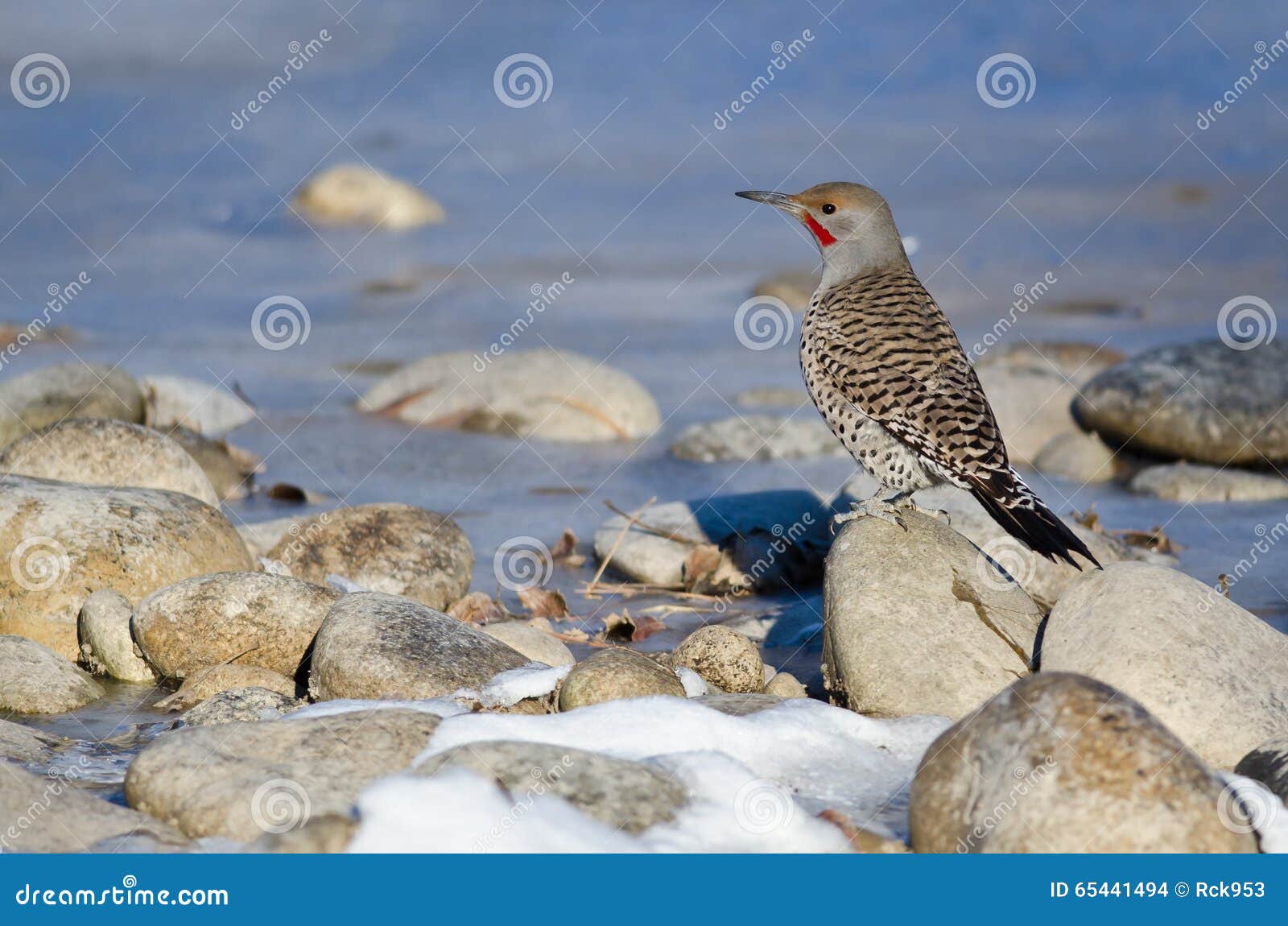 Northern Flicker Resting beside the Snowy Winter River Stock Photo ...