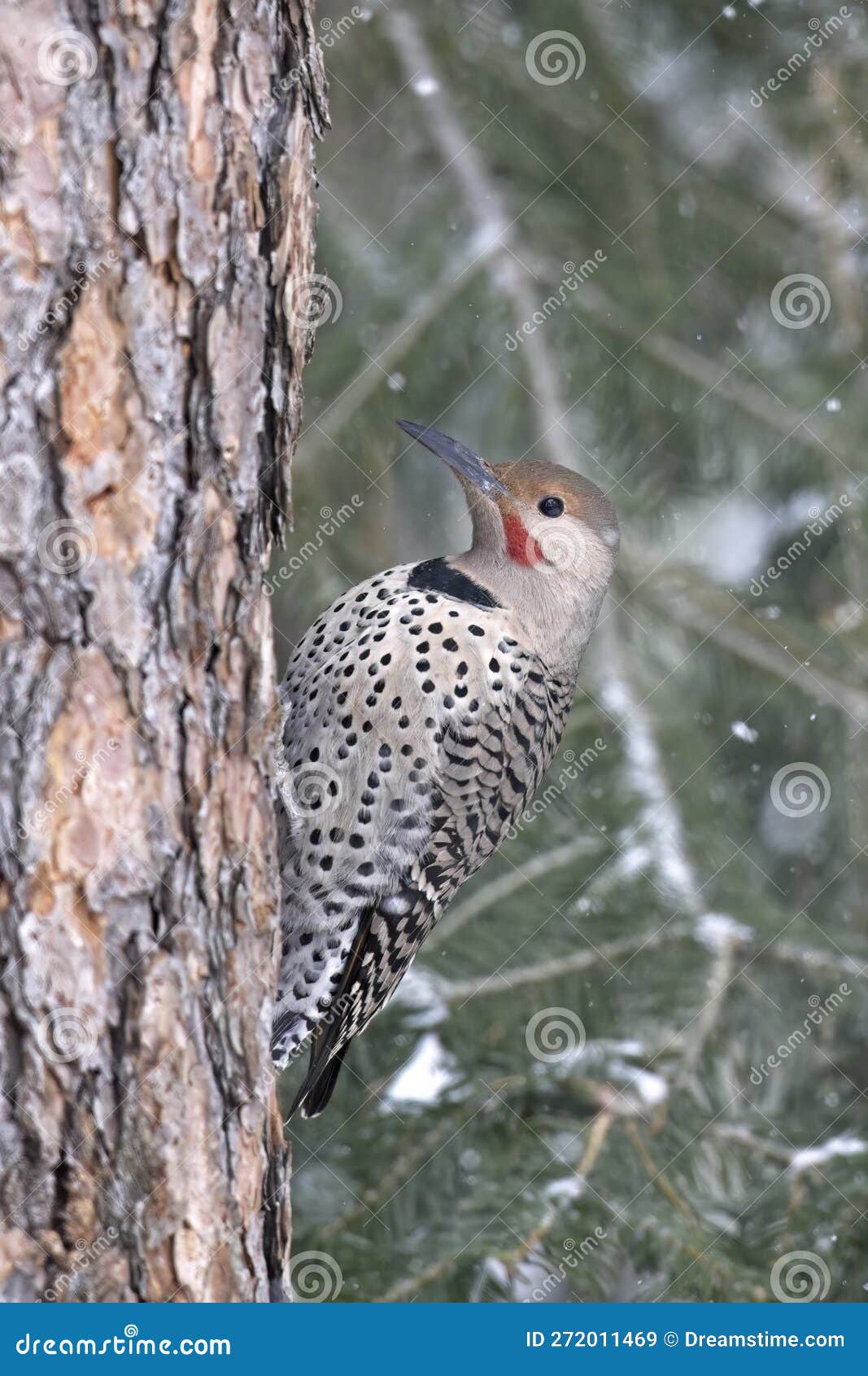 Northern Flicker on the Side of a Tree Stock Image - Image of brown ...