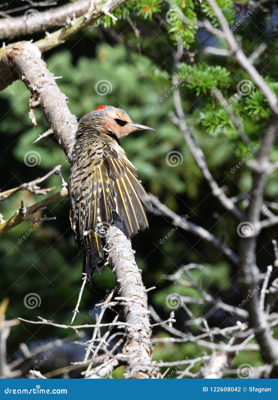Northern Flicker on a Branch with Stretched Wing Stock Photo - Image of ...