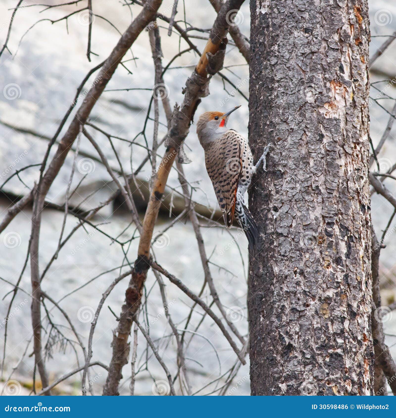 Northern Flicker on a tree stock photo. Image of plumage - 30598486