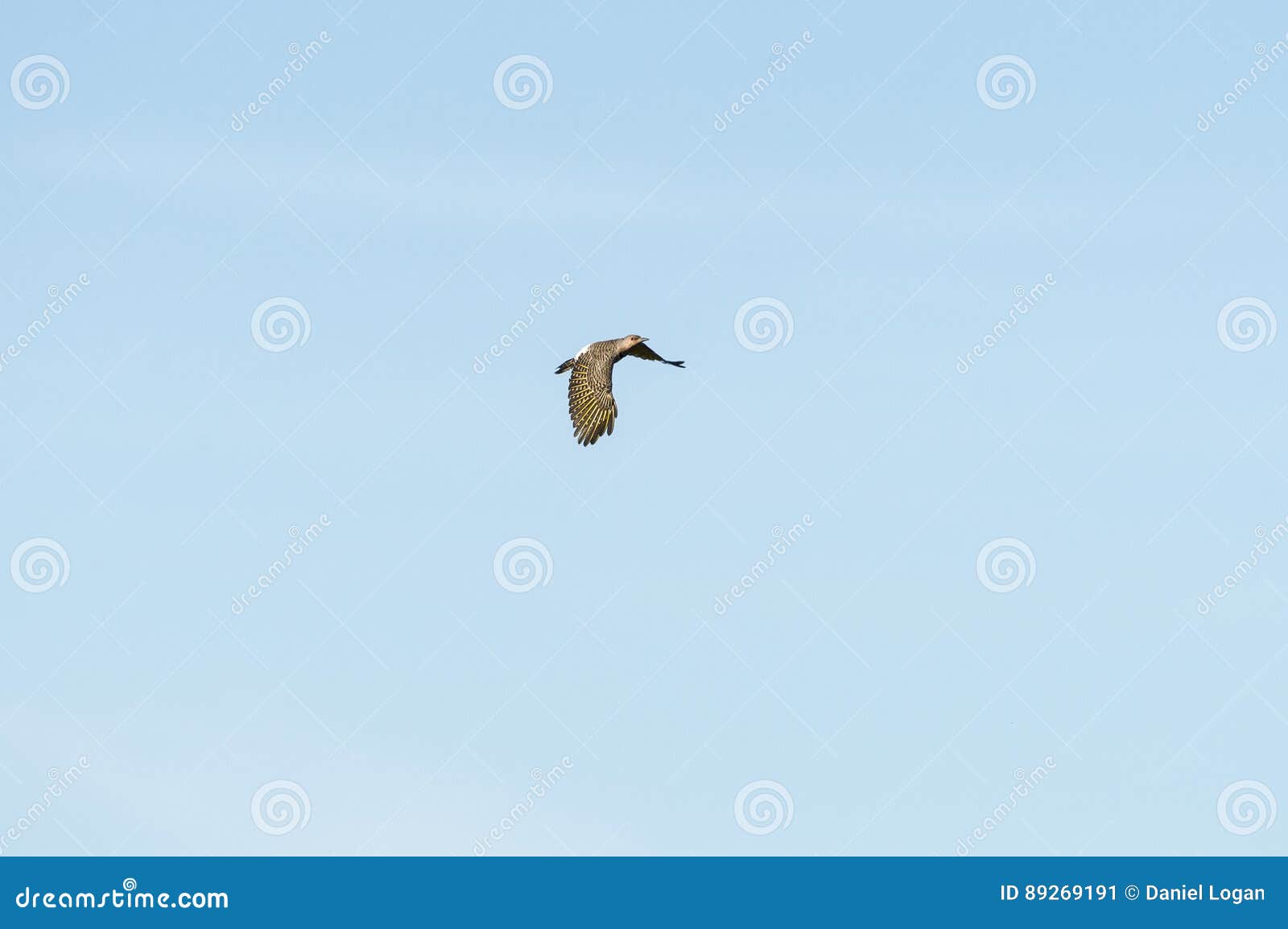 Northern Flicker Wings Spread Wide Stock Image - Image of woodpecker ...
