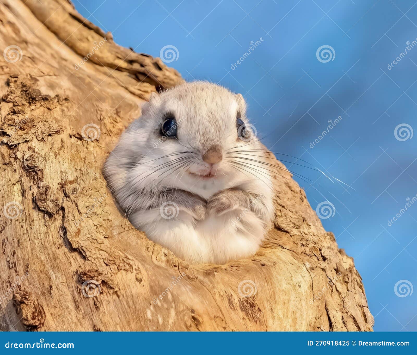 The Northern Flying Squirrel is One of Three Species of the Genus ...