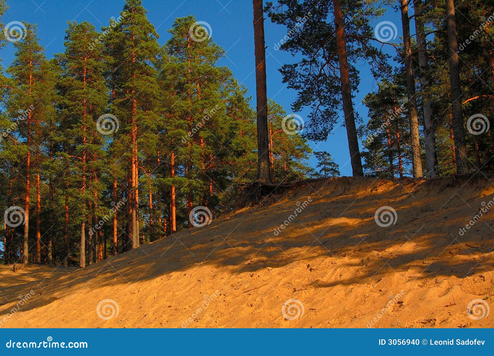The northern forest stock photo. Image of daylight, beauty - 3056940