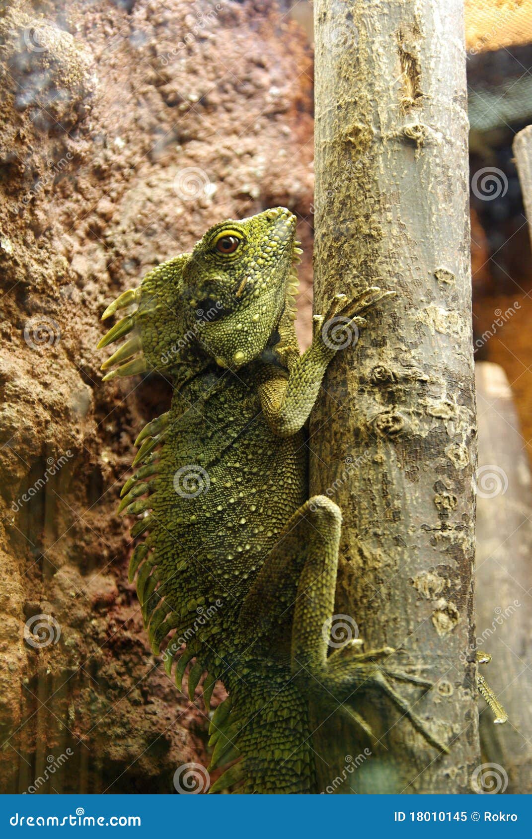 Northern Forest Dragon (Hypsilurus Godeffroyi) Stock Image - Image of ...