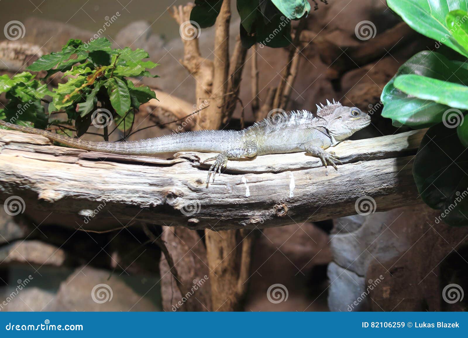 Northern forest dragon stock image. Image of hypsilurus - 82106259
