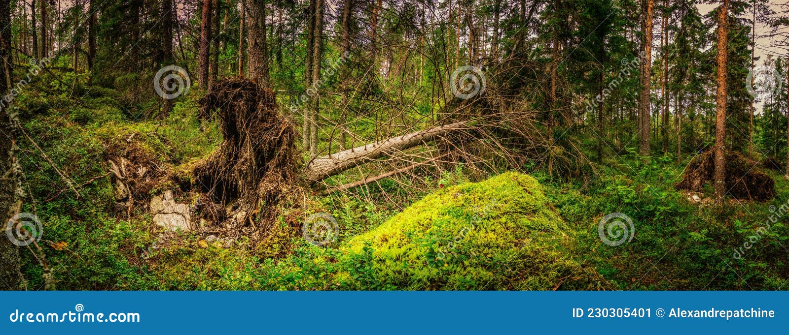 Northern Forest Landscape with Fallen Tree Roots, Wild Deep Forest ...