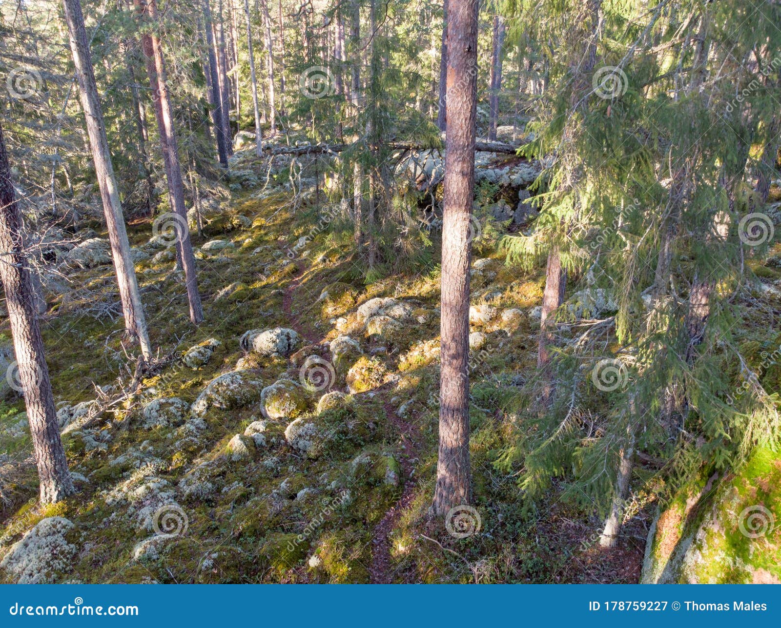 Northern Forest stock image. Image of scenery, tempered - 178759227