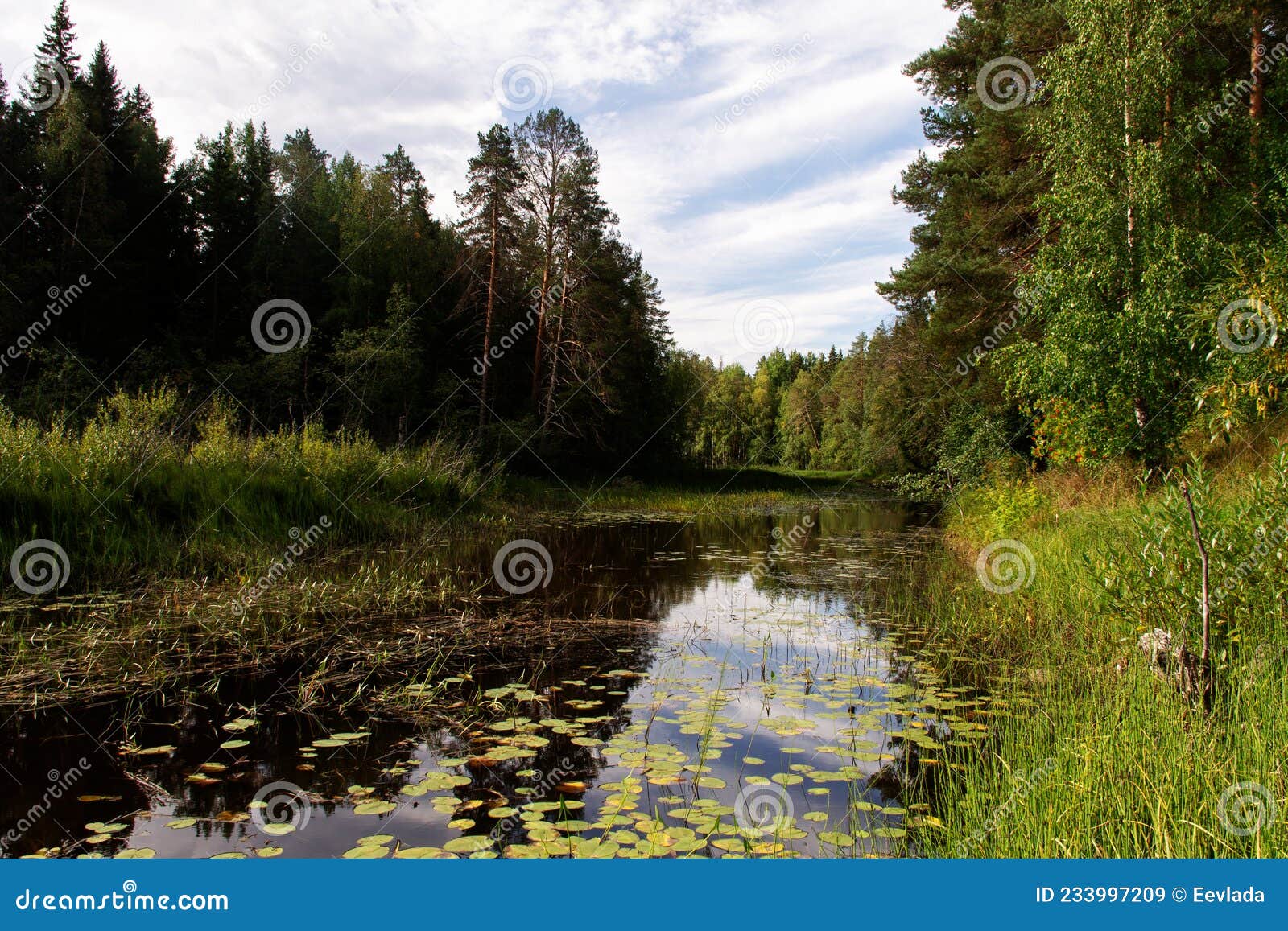The northern forest stock image. Image of reservoir - 233997209