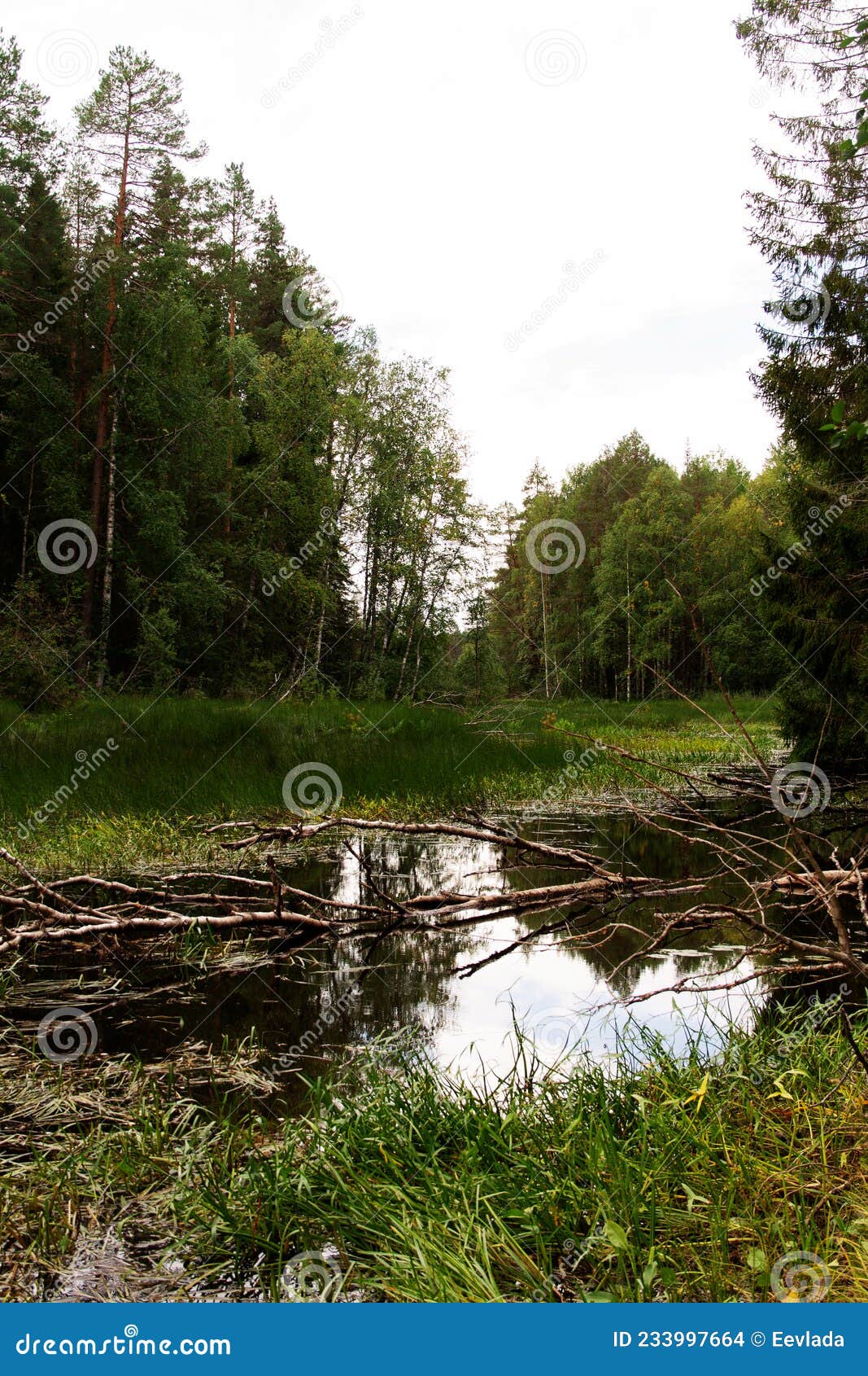 The northern forest stock photo. Image of colorful, grass - 233997664