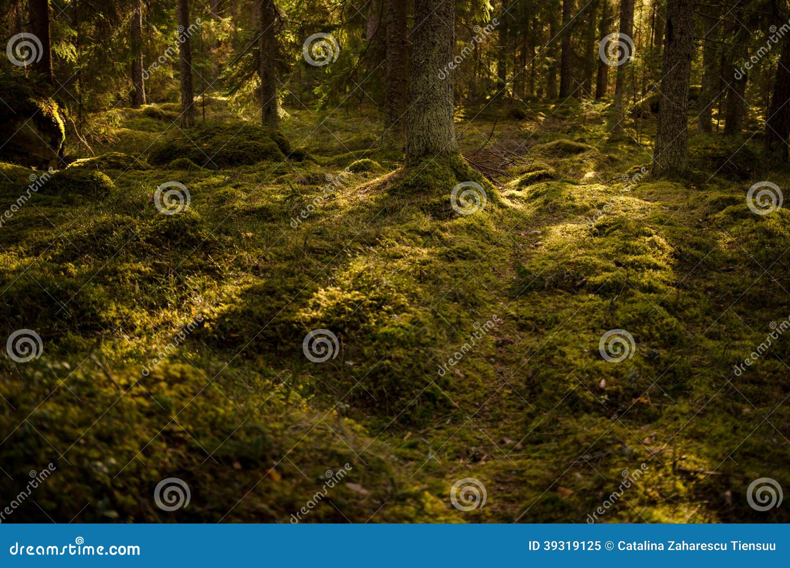 Northern forest stock image. Image of spruce, finnish - 39319125