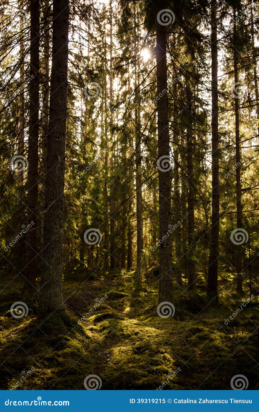 Northern forest stock image. Image of trees, seasonal - 39319215