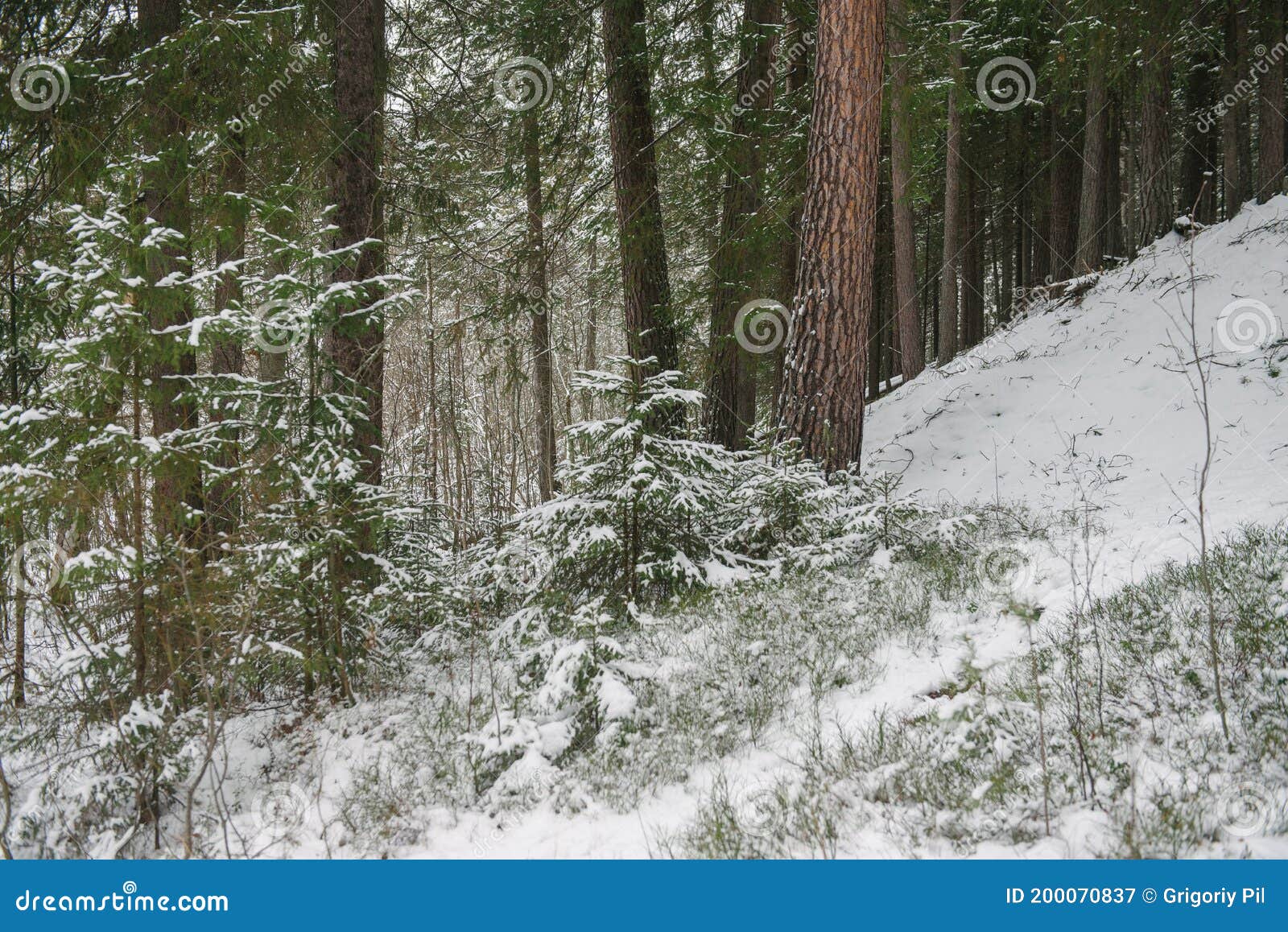 Northern forest stock image. Image of color, blue, pine - 200070837