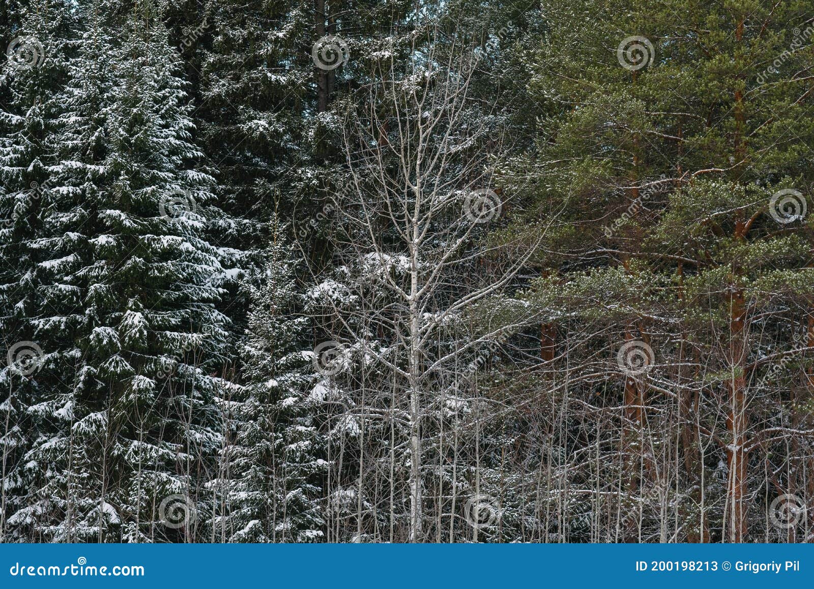 Northern forest stock image. Image of park, country - 200198213