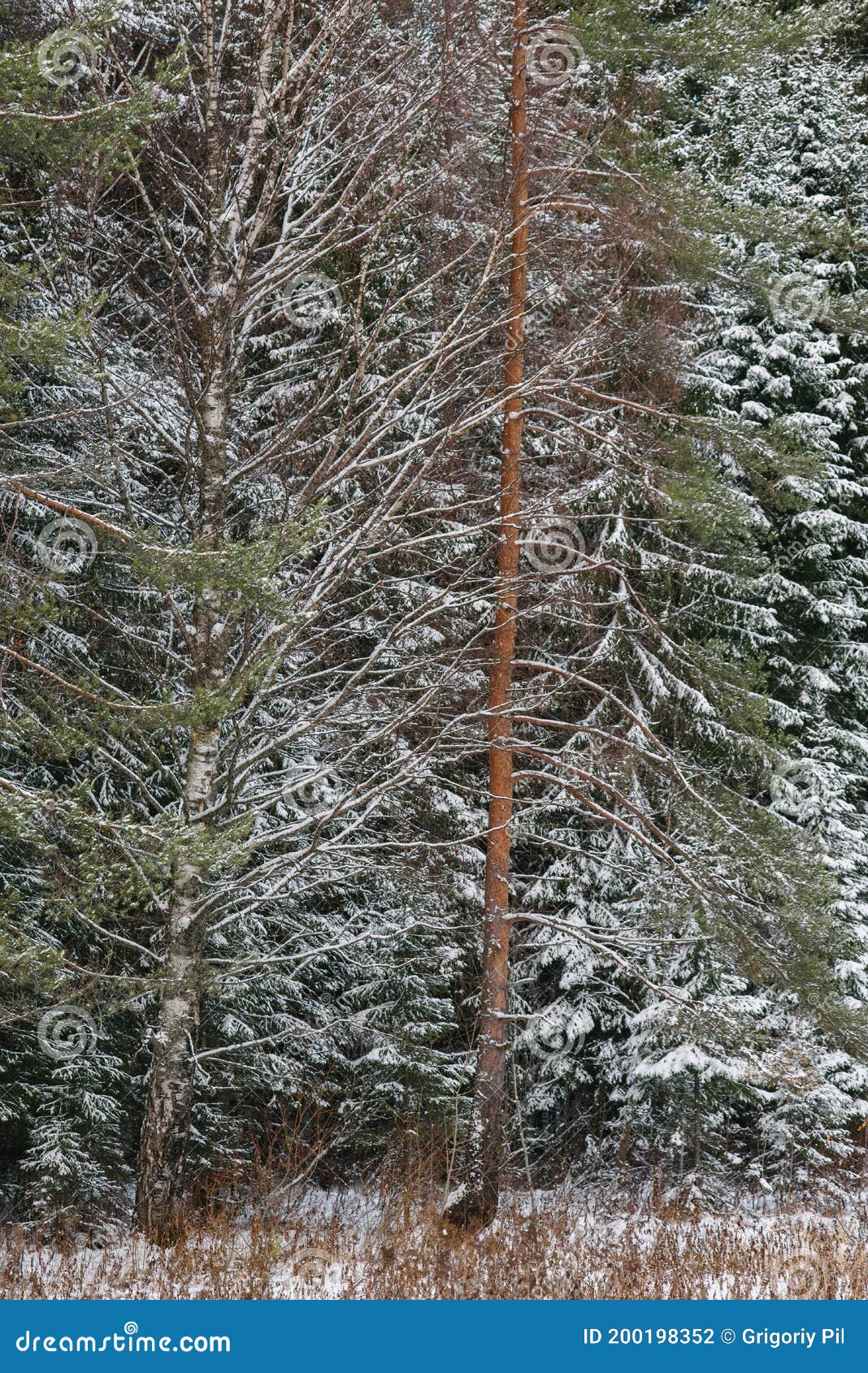 Northern forest stock photo. Image of scenic, october - 200198352