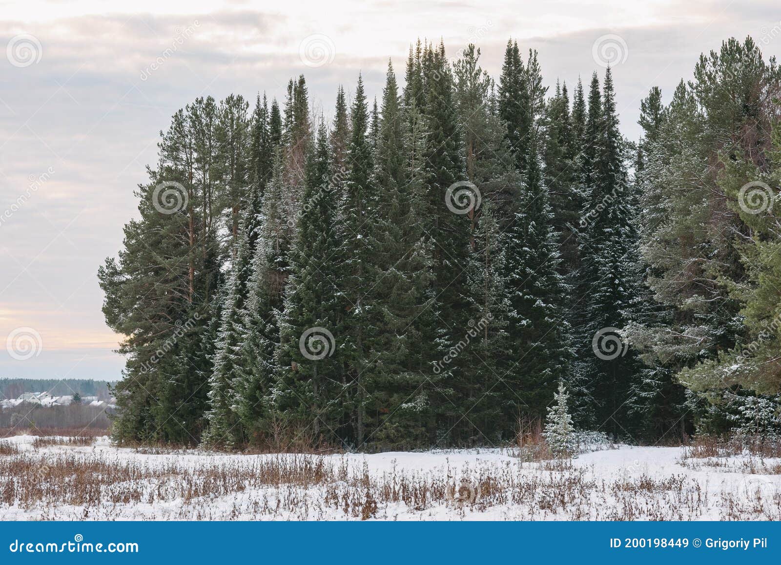 Northern forest stock image. Image of nature, hoarfrost - 200198449