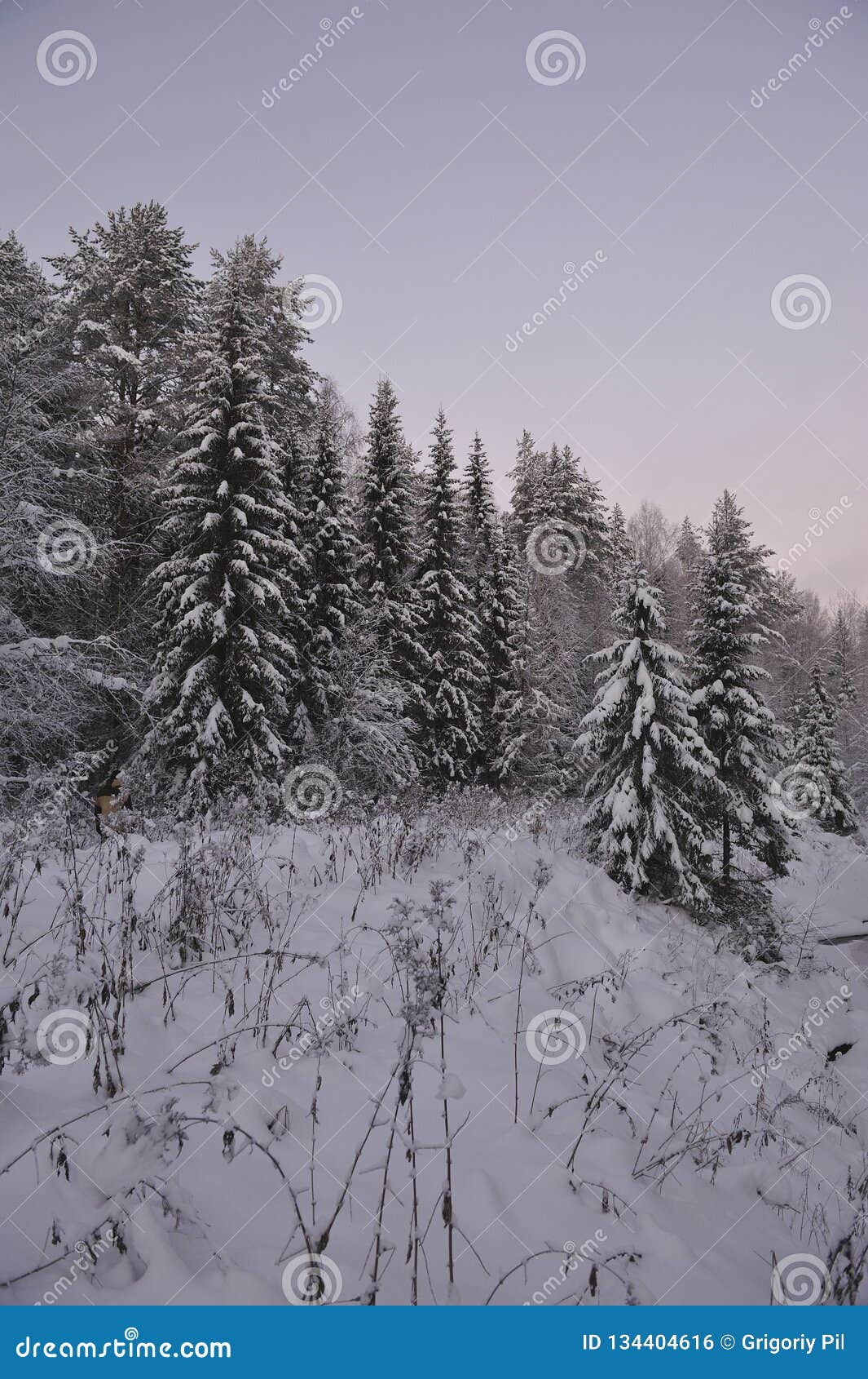 Northern forest stock photo. Image of beauty, outdoor - 134404616