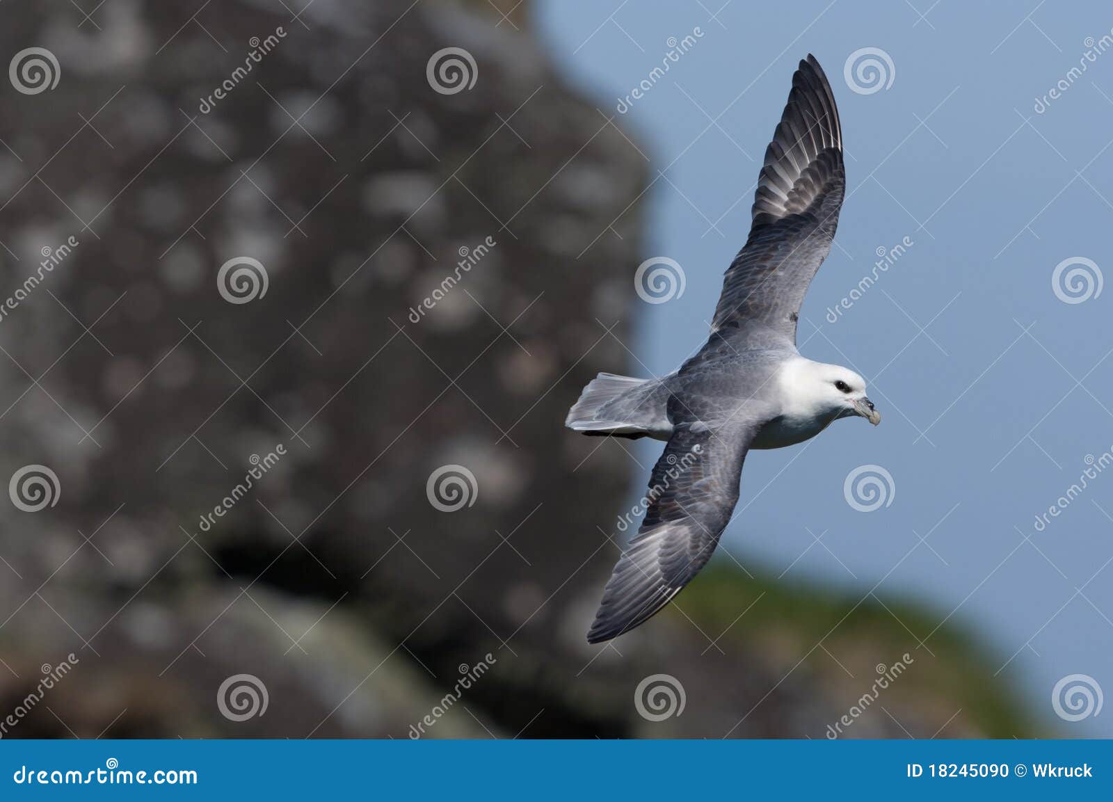 Northern fulmar stock photo. Image of blue, nature, line - 18245090
