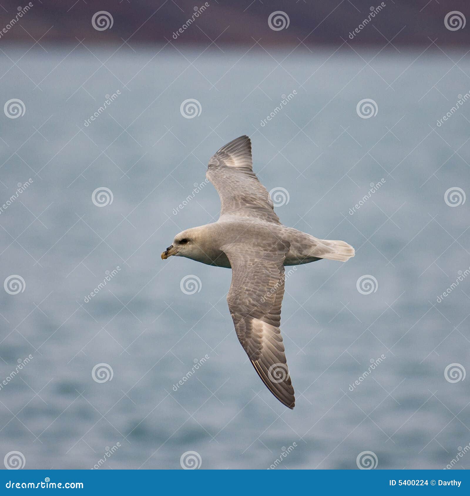 Northern Fulmar, Fulmarus Glacialis, White Bird In The Blue Water, Ice ...