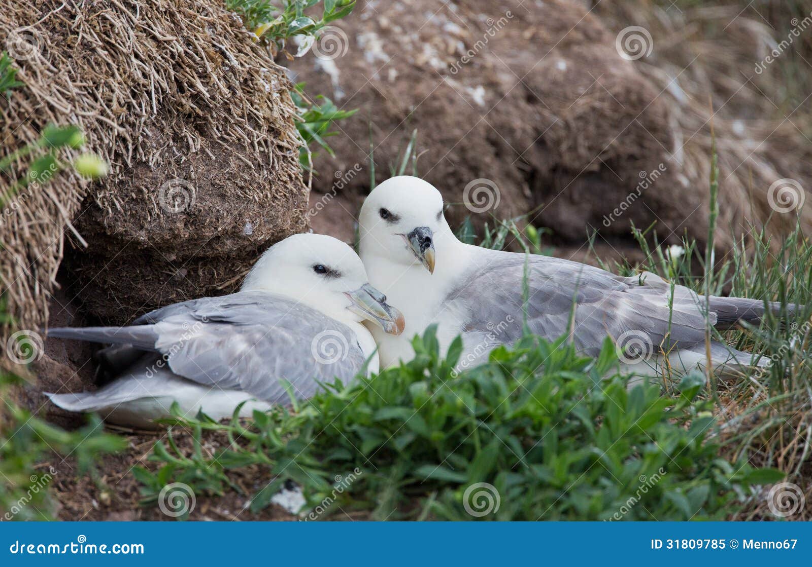 Northern Fulmar, Fulmarus Glacialis, White Bird In The Blue Water, Ice ...